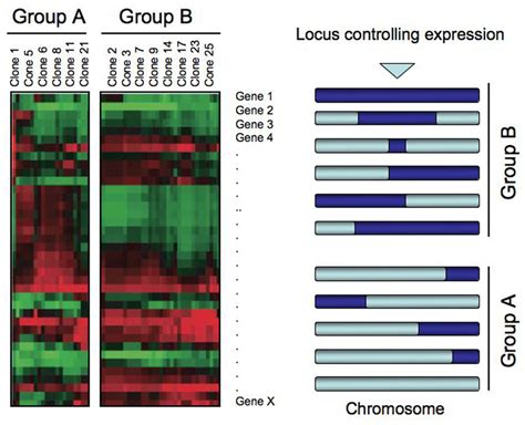 expression quantitative locus eqtl mapping in this method different