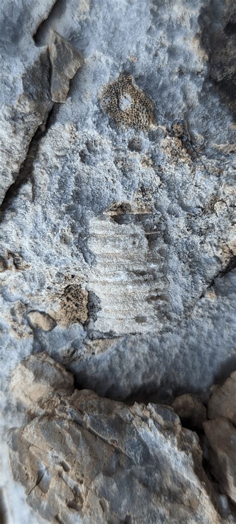 Southern Utah Tiny Fossils Are These Common R Fossils