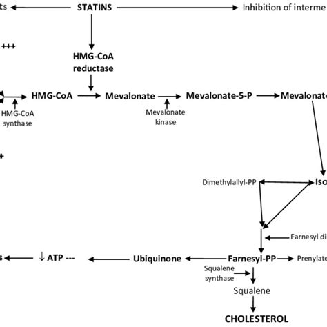 The Cholesterol Biosynthesis Pathway Some Of The Major Intermediates