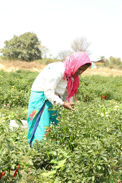 A Woman Picking Tomatoes In A Field Photo Free Agriculture Image On