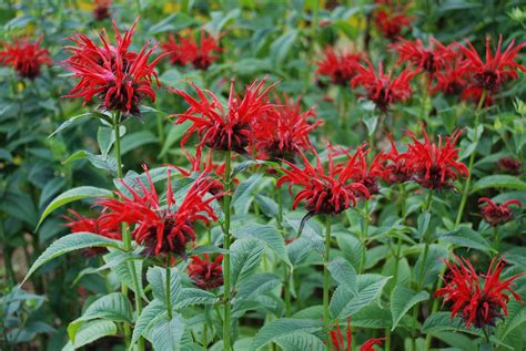 What Grows There Hugh Conlon Horticulturalist Professor Lecturer