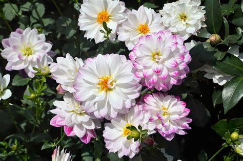 50 Unwins Dwarf Mix Dahlia Variabilis Mixed Colors Semi Double Etsy