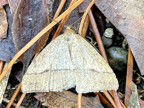 クロスジフユエダシャク 黒条冬枝尺蛾 チョウ目 シャクガ科 完全変態