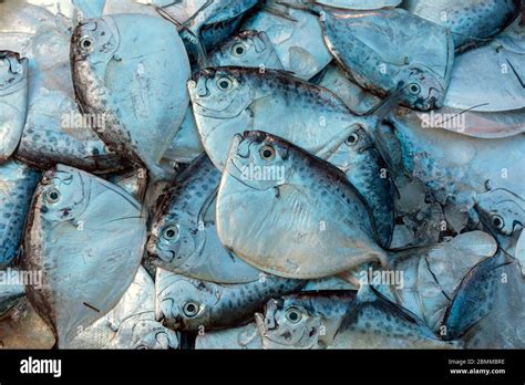 Mene Hi Res Stock Photography And Images Alamy