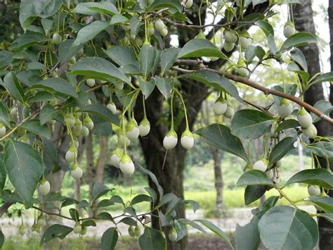 10+ Free Styrax Japonicus & Styrax Images - Pixabay