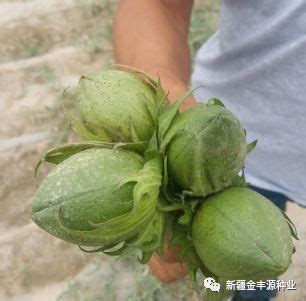 棉花种植期间的注意事项 影响