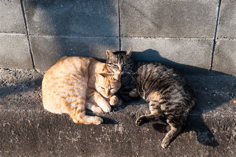 「のら猫」の写真素材 25068件の無料イラスト画像 Adobe Stock