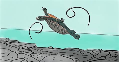 Tumble Turtle Album On Imgur