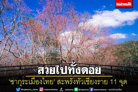 ข่าว Like สาระ ซากุระเมืองไทย สะพรั่งอวดโฉมงดงามเต็มหุบดอยยาว ผา