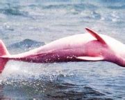 Boto Rosa E Lenda Animais Cultura Mix