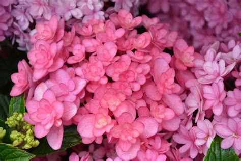 Paraplu Hydrangea Hydrangea Macrophylla Smhmp1 In Boston Hopkinton