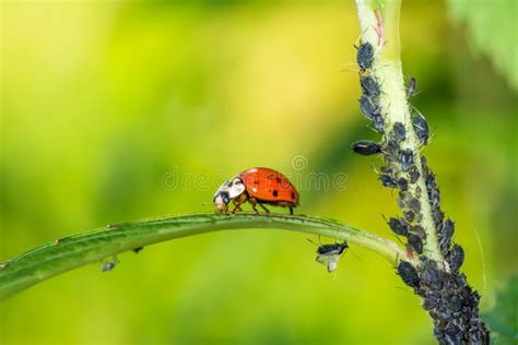 Lutte Biologique Contre Les Parasites Photo Stock Image Du Normal