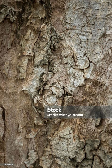 Close Up Tree Rough Scaly Tree Bark Showing Densely Bumpy Texture Stock