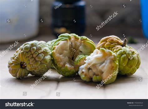 79 Imagens De Atis Fruit Tree Imagens Fotos Stock E Vetores Shutterstock
