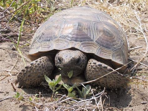 Gopher Tortoise For Sale The Tortoise And Turtle Source