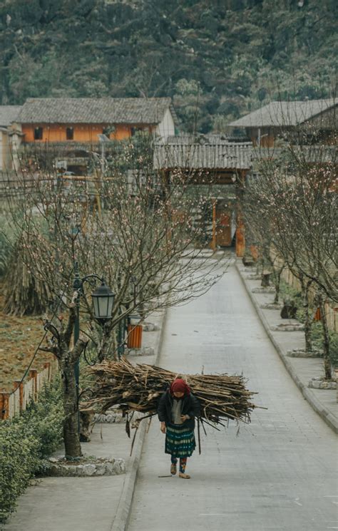 Khám Phá Mèo Vạc Hà Giang Vào Mùa đẹp Nhất Trong Năm đến Hoa Hậu Thùy