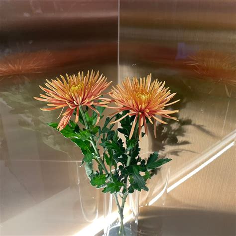 菊カラフリア 花屋 はな輔