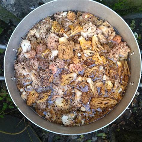საქართველოს სოკოები Mushrooms Of Georgia მეგობრებო ბაწარა სოკო