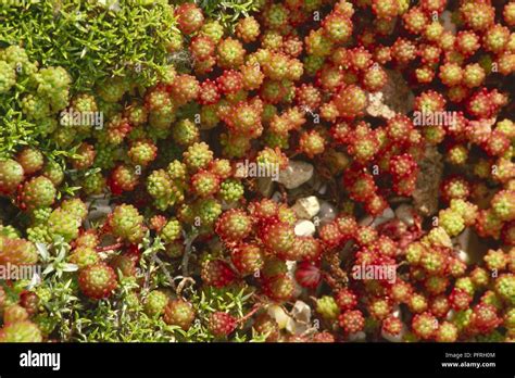 Leaves From Sedum Lydium Stonecrop Stock Photo Alamy
