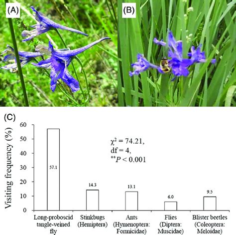 The Flower Of Delphinium Caeruleum A That Is The Most Preferred