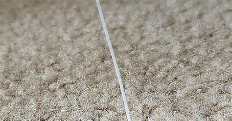 My Cat Lost A Whisker And It Embedded Itself Perfectly Vertical In