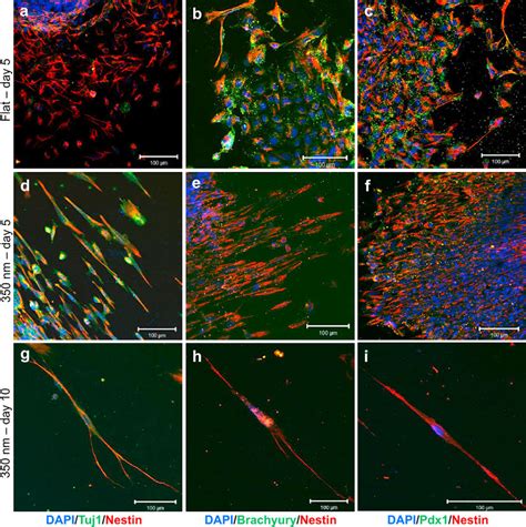 Neural Differentiation Of Hescs Cultured On The Pua Flat Surface And On
