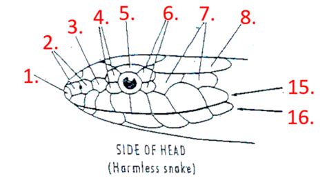 Squamata Anatomy Flashcards Quizlet