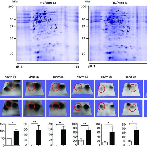 Proliferation Assays Trypan Blue Assay Was Used To Determine The