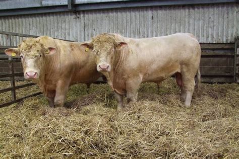 4 Pedigree Charolais Breeding Bulls Sellmylivestock