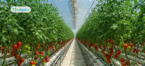 The Future Of Tomato Cultivation Why Hydroponics Yields Better And Safer