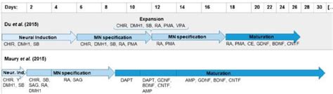 Schematic Of Protocols Used To Differentiate Ipscs Into Mns Adapted Download Scientific