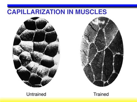 Ppt Acute Responses To Training Involve How The Body Responds To One