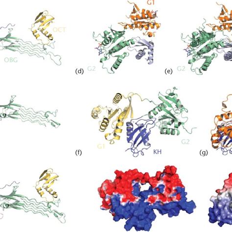 Rrna Processing In Bacteria The Rrna Operon In Bacteria Contains All