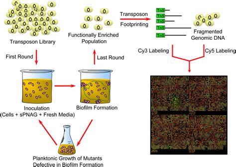Schematic Representation Of The Enrichment Procedure For Transposon