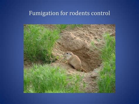 Fumigation Techniques For Pest Control Pptx