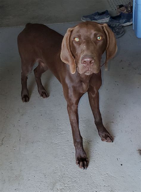 Weimaraner German Shorthair Mix