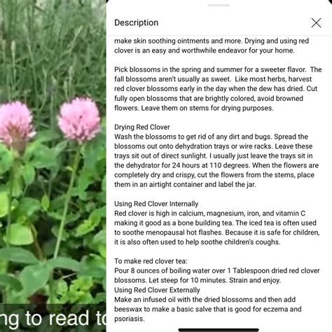 Uses For Red Clover Artofit