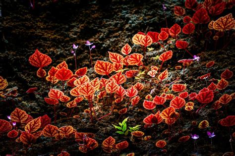 Begonia Arenosaxa Ined Begoniaceaerain Forest Plants Stock Image