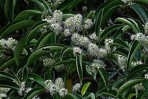 バクチノキの花 MIRACLE NATURE 世界自然遺産の島奄美大島