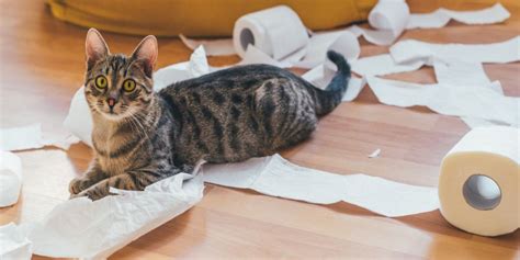 8 Reasons You Should Never Punish Your Cat