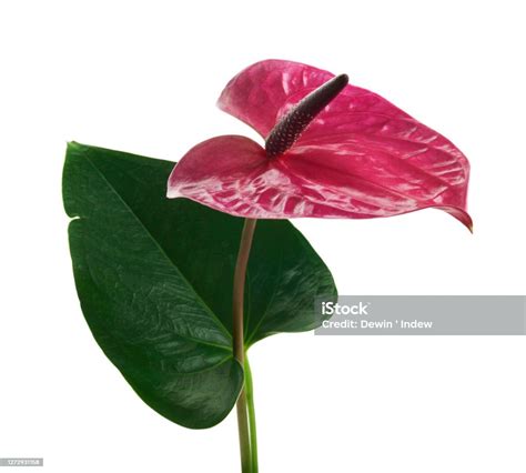 플라밍고 꽃 이나 안투리움 유타 식물 꽃과 잎 흰색 배경에 고립 된 클리핑 경로 0명에 대한 스톡 사진 및 기타 이미지 0명