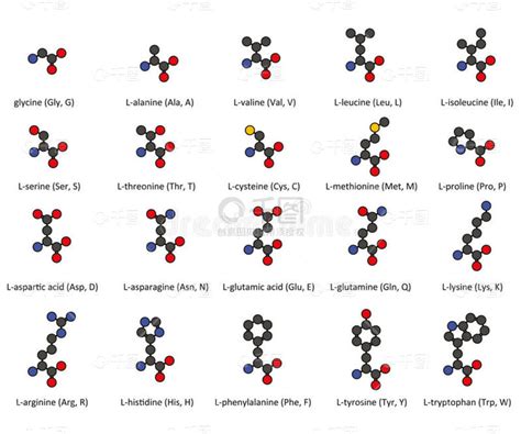 氨基免抠元素 氨基酸分子结构图 氨基酸分子结构图图片免费下载 5107371949 千图网pro