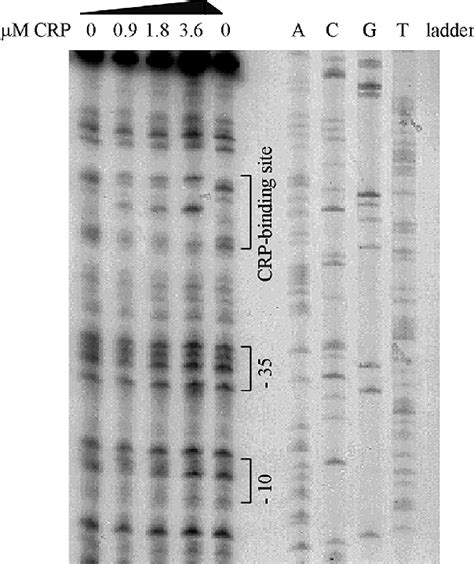 Mapping Of The Crp Binding Site In The Traj Promoter Region As Download Scientific Diagram