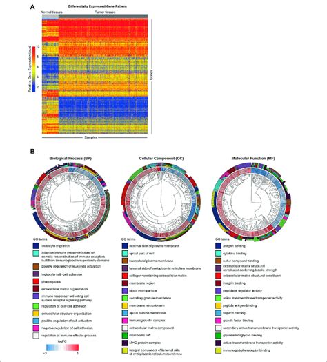 Functional Annotation Of Differentially Expressed Genes Between Kirc