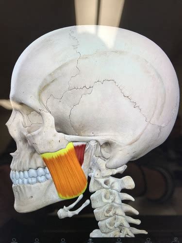 PT105 Handout 5 Head Facial Neck And Trunk Musculature Flashcards
