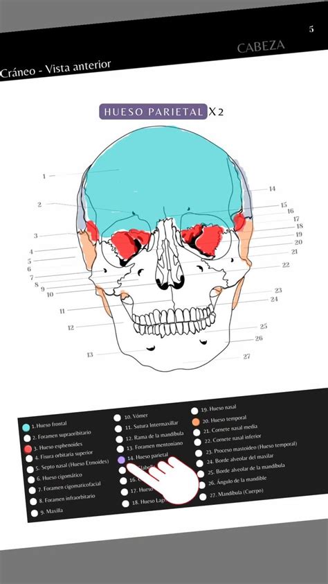 El Libro Para Colorear De Anatomía Humana Huesos Ilustraciones