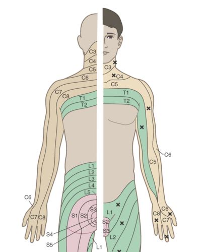 Dermatomes Myotomes Flashcards Quizlet