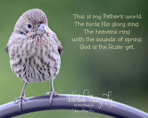 Sparrow Bible Quotes Quotesgram