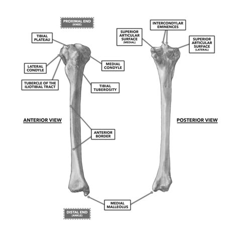 Medial Condyle Of Tibia