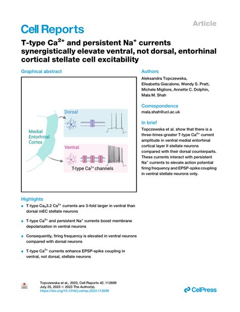 Pdf T Type Ca2 And Persistent Na Currents Synergistically Elevate Ventral Not Dorsal